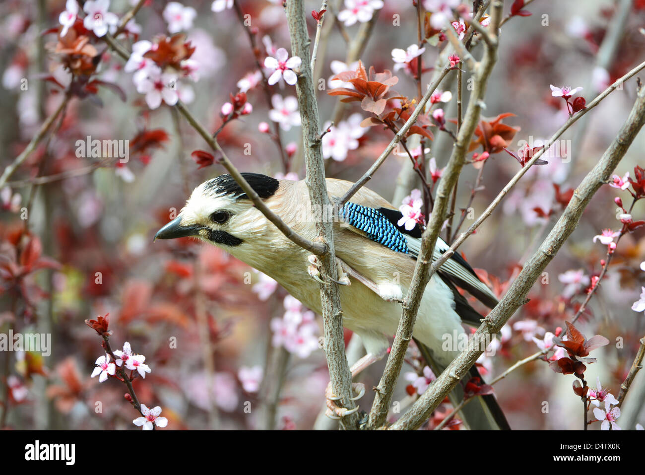 Beautiful beige bird with blue feathers on a wings Stock Photo - Alamy