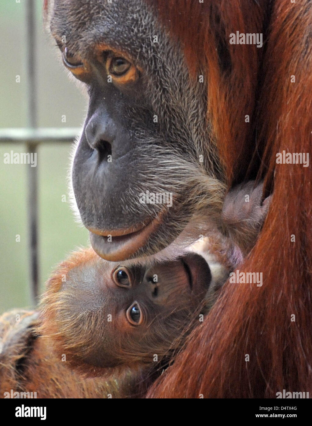 Orang-Utan female Daisy holds her second baby Dodi in her arms at the ...