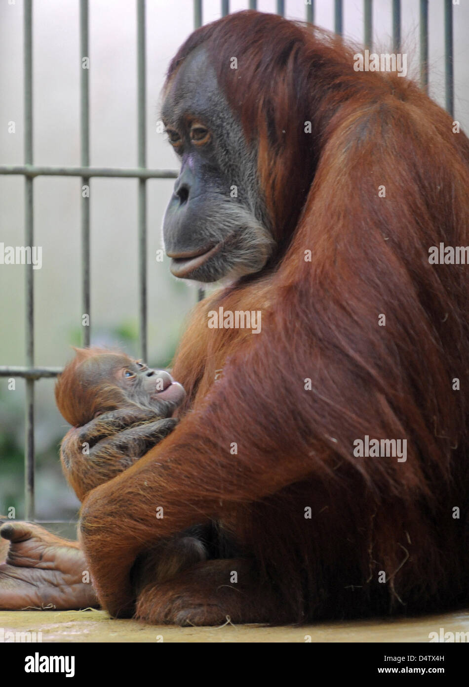Orang-Utan female Daisy holds her second baby Dodi in her arms at the ...
