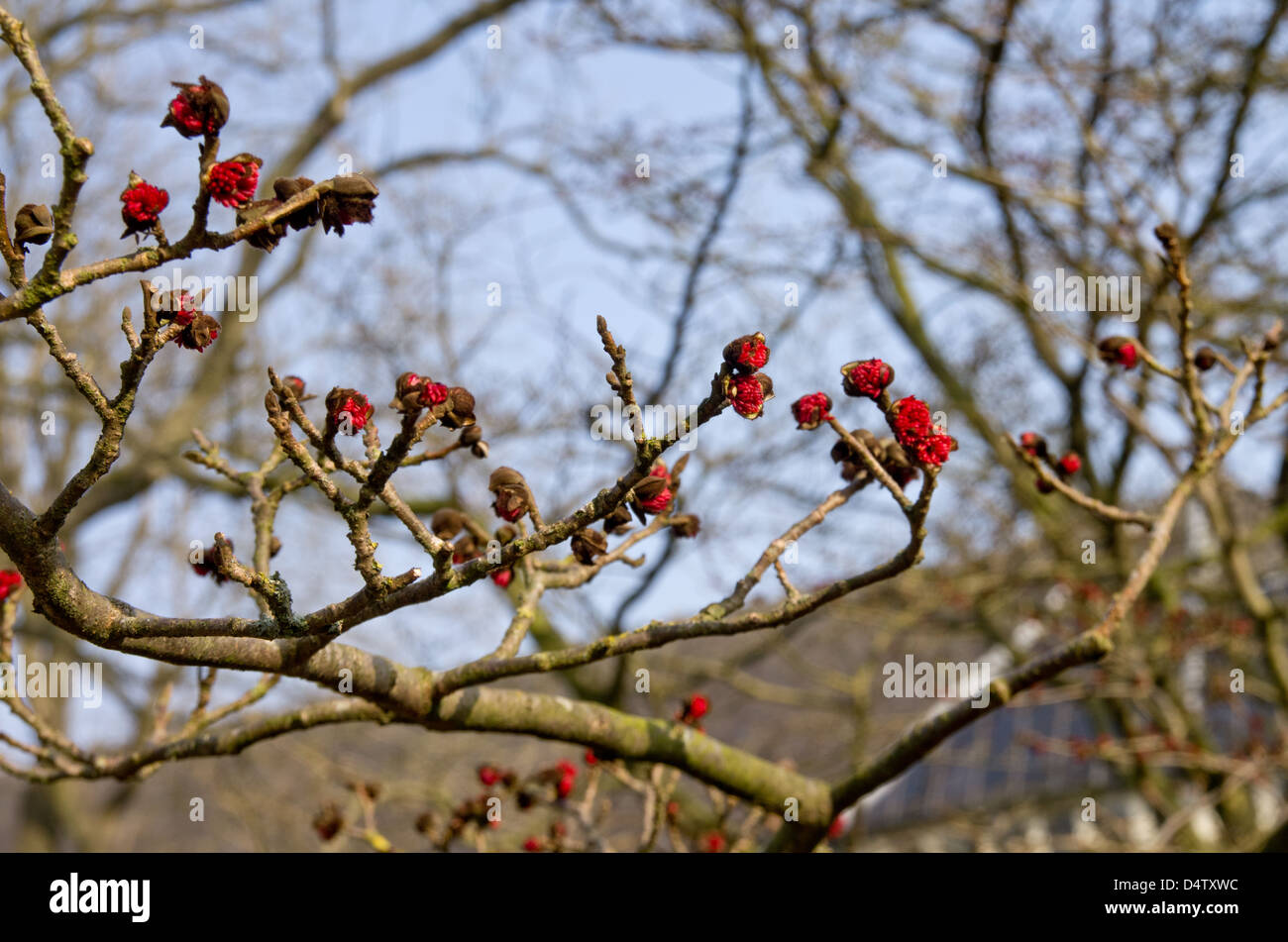 Ironwood tree flower hi-res stock photography and images - Alamy