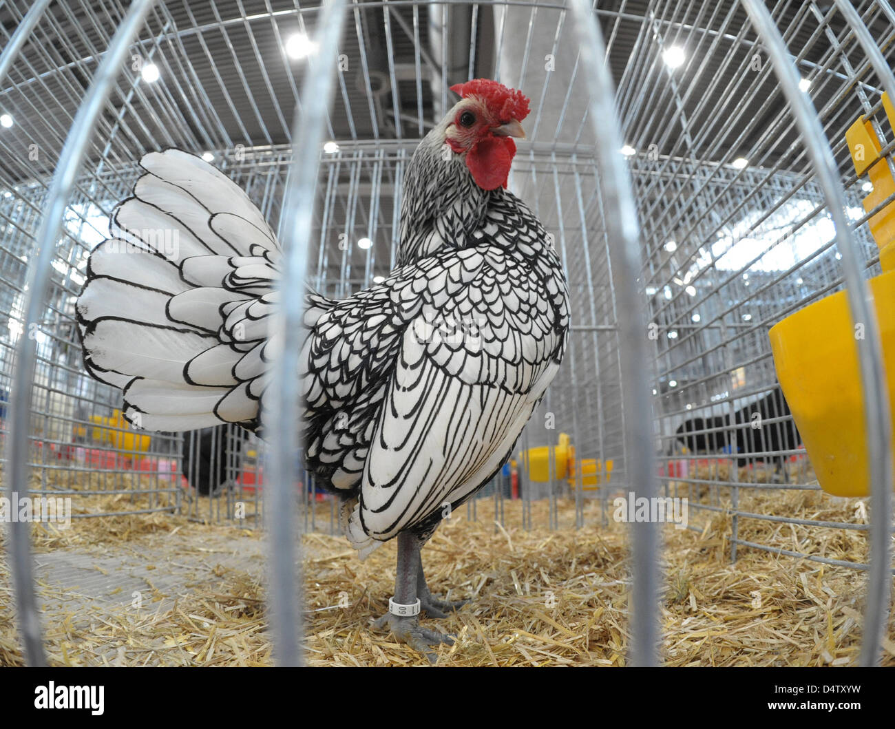 Poultry exhibition hi-res stock photography and images - Alamy