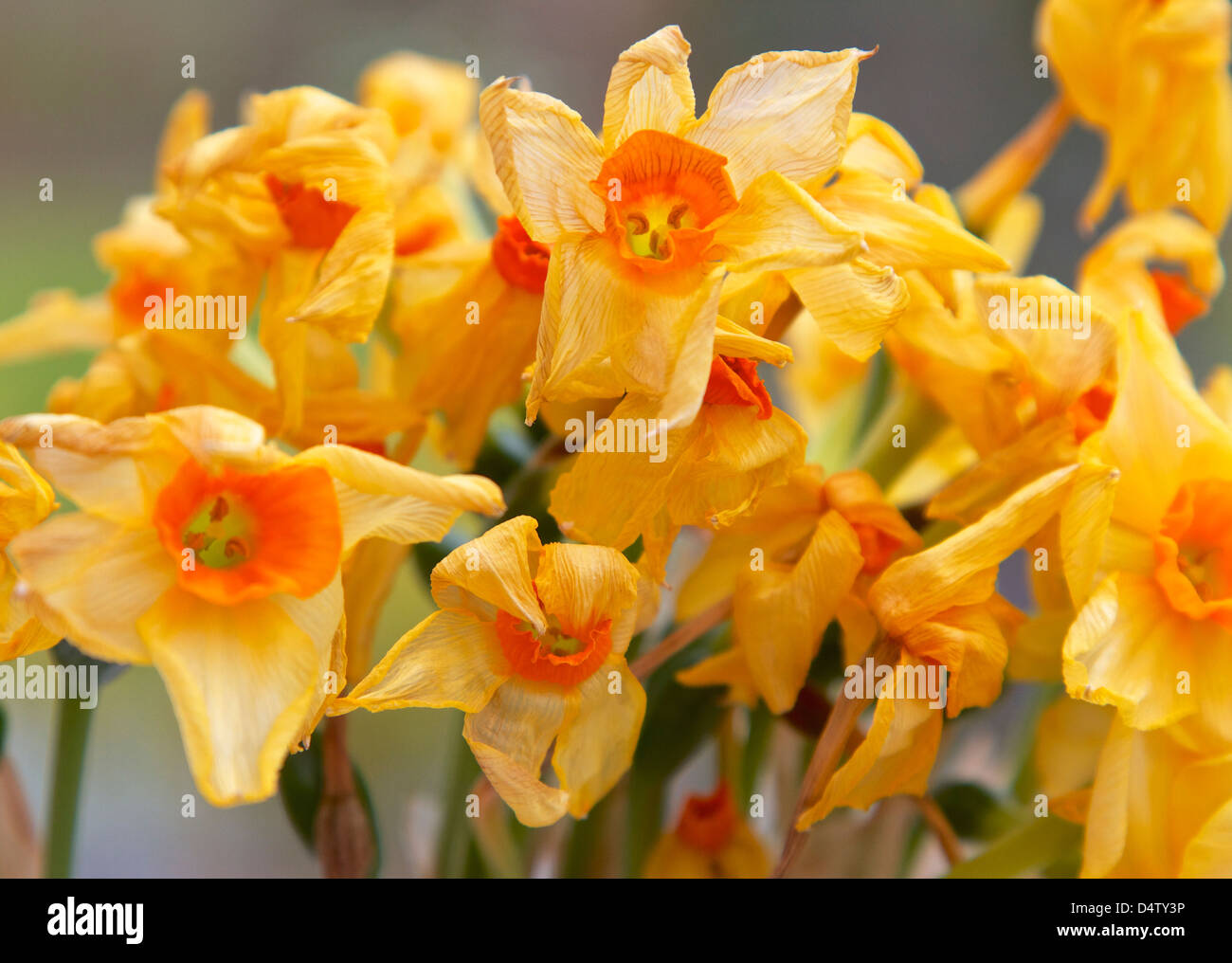bunch of daffodils that are dying Stock Photo - Alamy