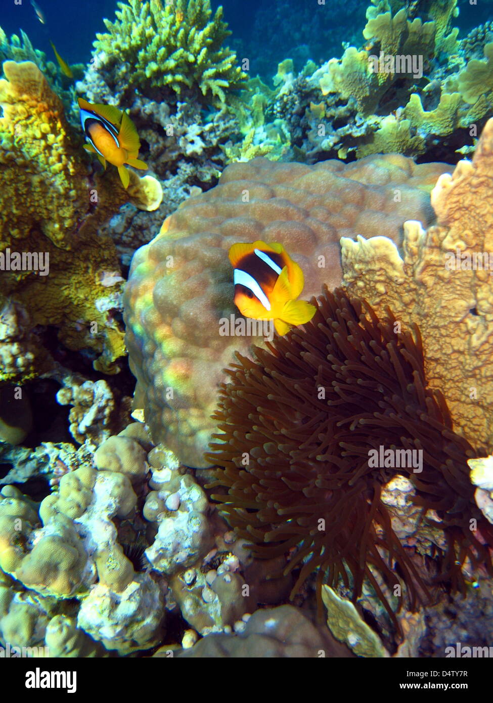 Two sea anemones hi-res stock photography and images - Alamy