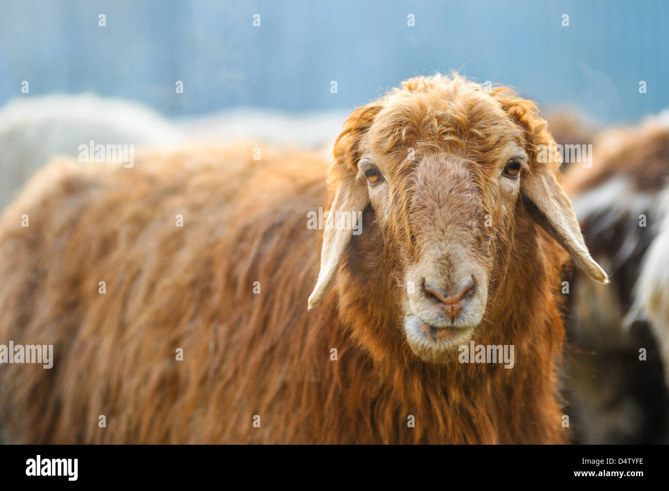 Sheep watching hi-res stock photography and images - Alamy