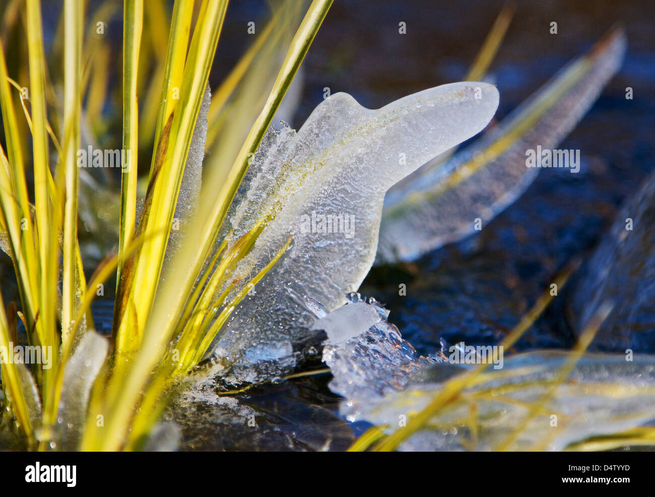 Ice on grass hi-res stock photography and images - Alamy