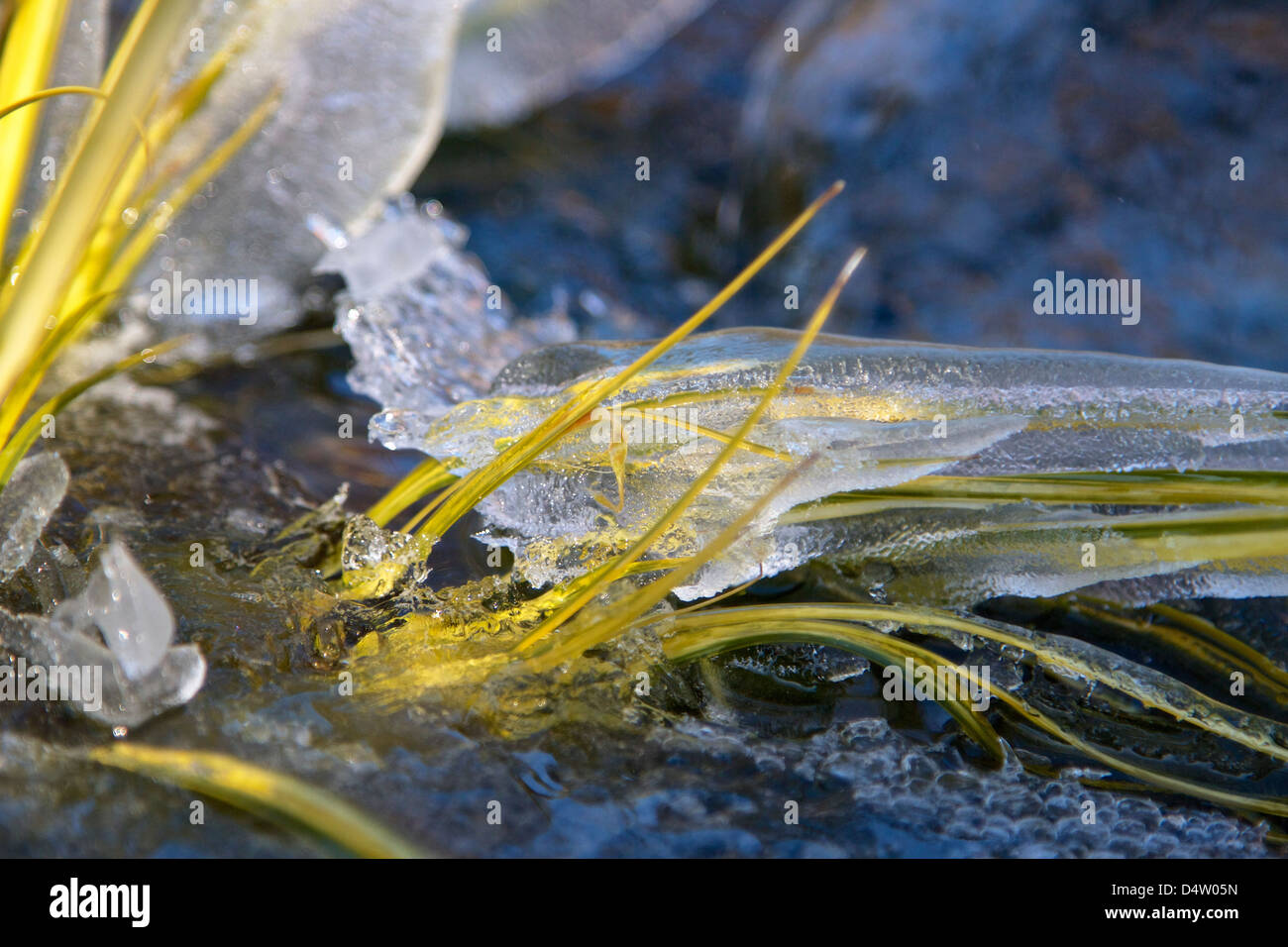 Ice on grass in garden pond Stock Photo - Alamy