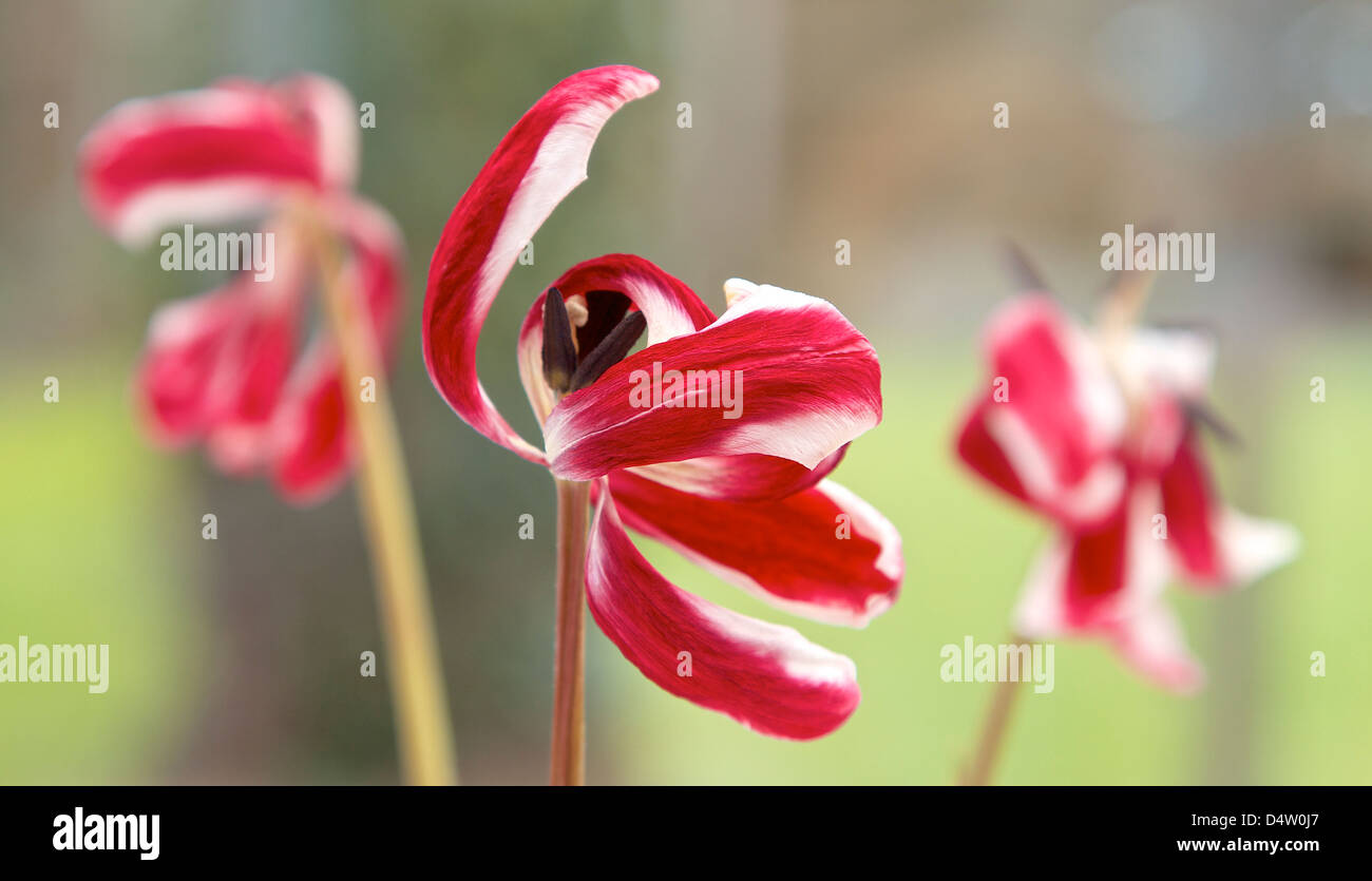 Dead tulips hi-res stock photography and images - Alamy