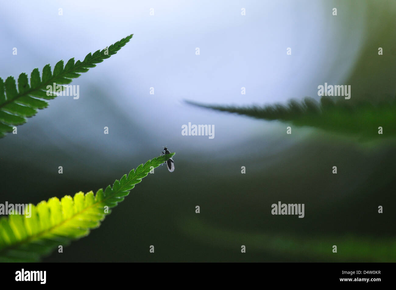 One fern hi-res stock photography and images - Alamy