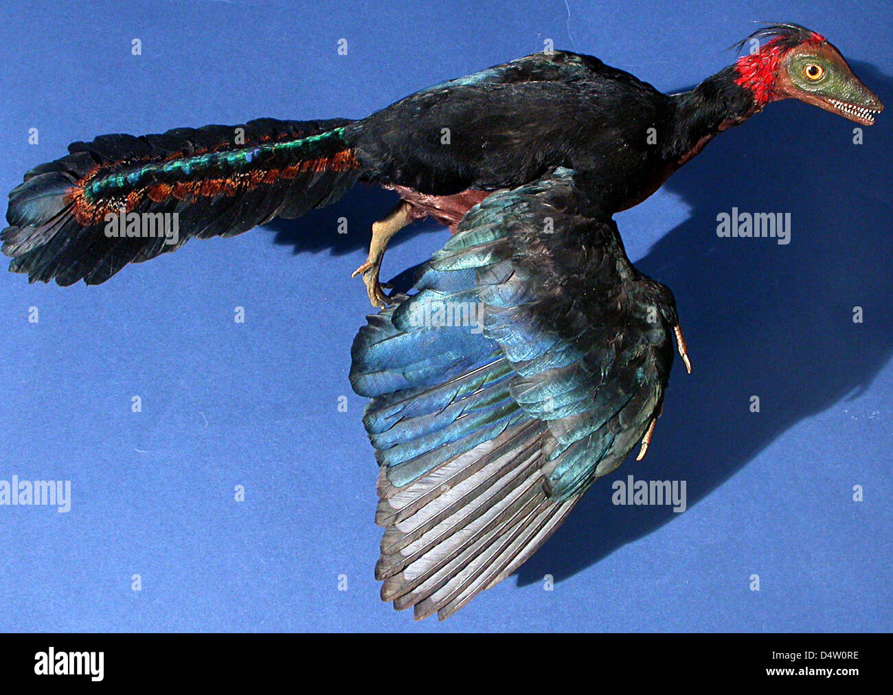 The undated handout shows a reconstruction of an Archaeopteryx in the ...