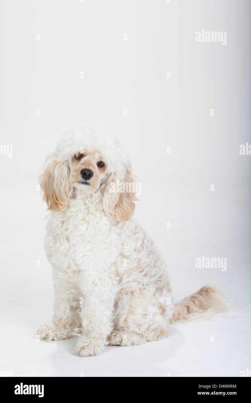 Mixed Breed Dog / Cockerpoo, Cockapoo |Mischlingshund / Cockerpoo ...