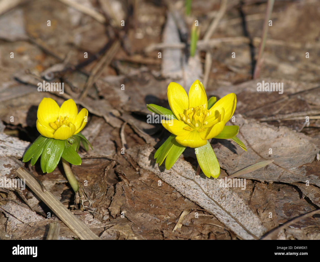 Winter aconite flower hi-res stock photography and images - Alamy