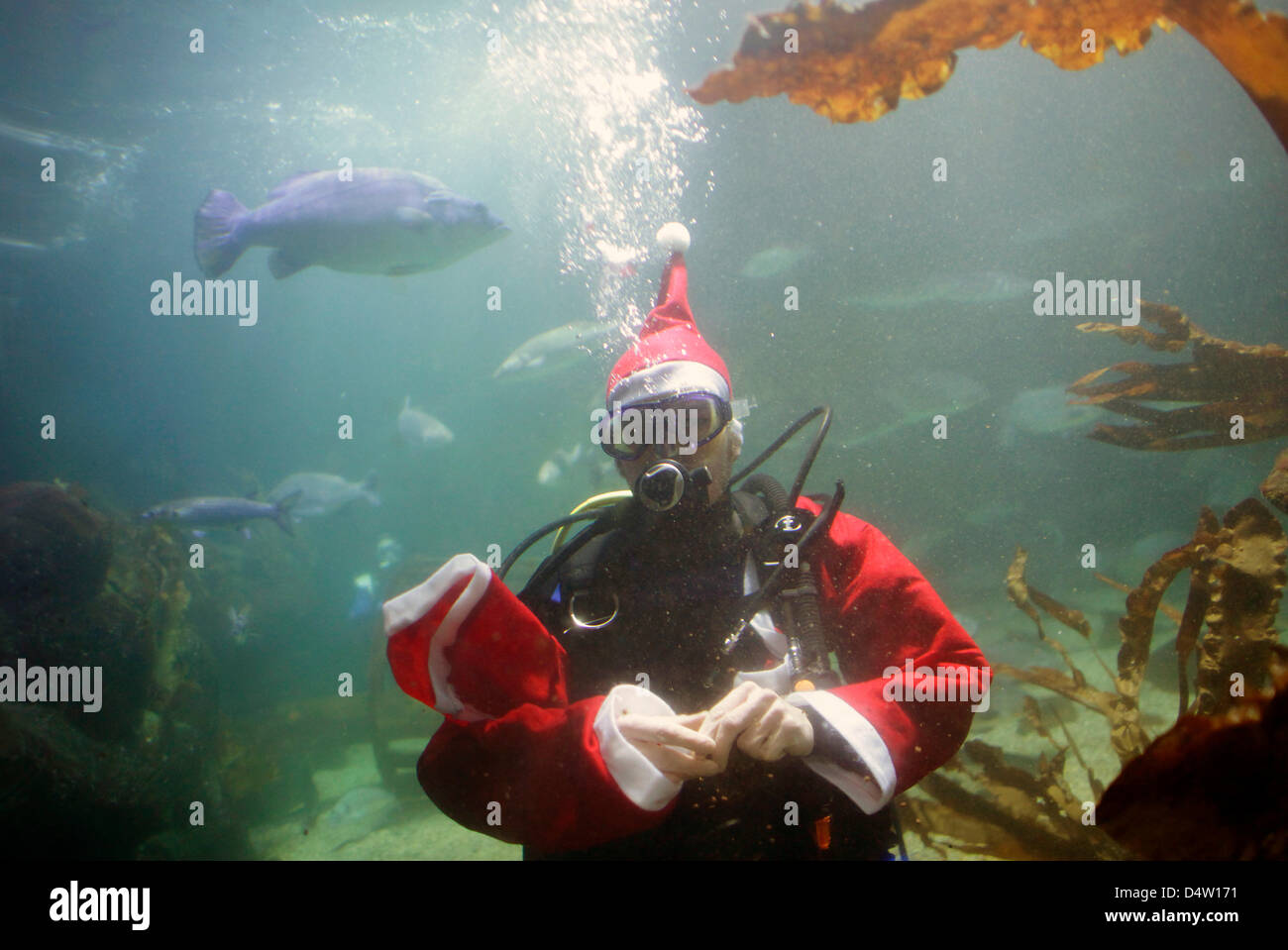A diver dressed up as Santa Claus feeds the fish in the Sea-Life ...