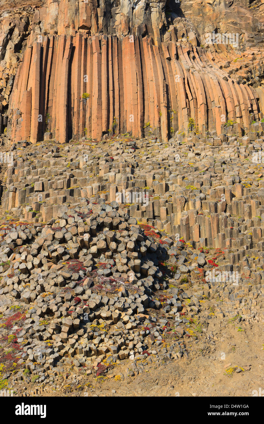 Autumn leaves of Arctic willow on curving groups of basalt columns ...