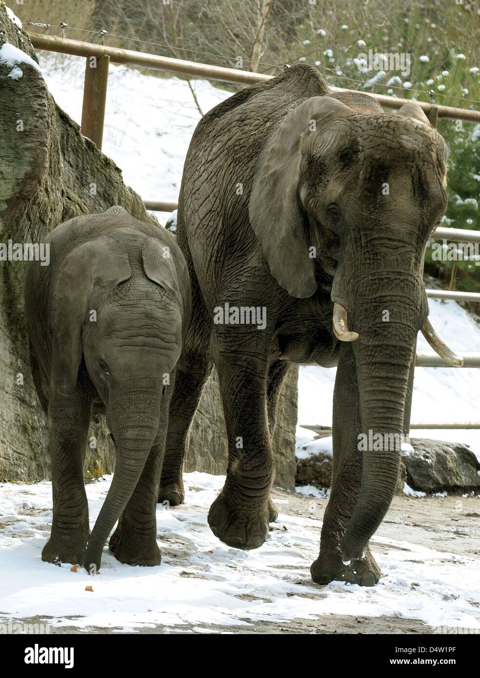 Nelephants Nelly (L) and Verdi play in the snow at the Serengeti Park ...