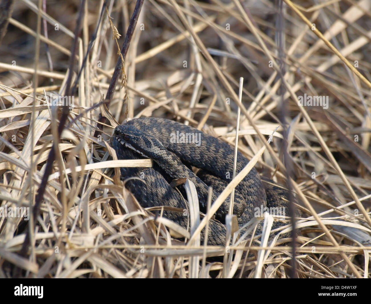 Adder viper snake hi-res stock photography and images - Alamy