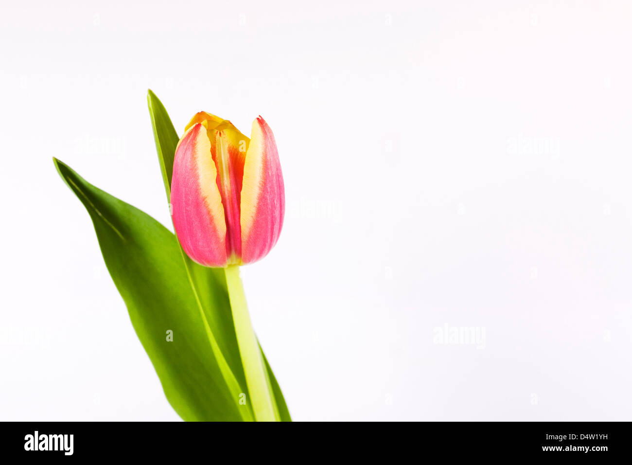 Single yellow tulip one petal hi-res stock photography and images - Alamy