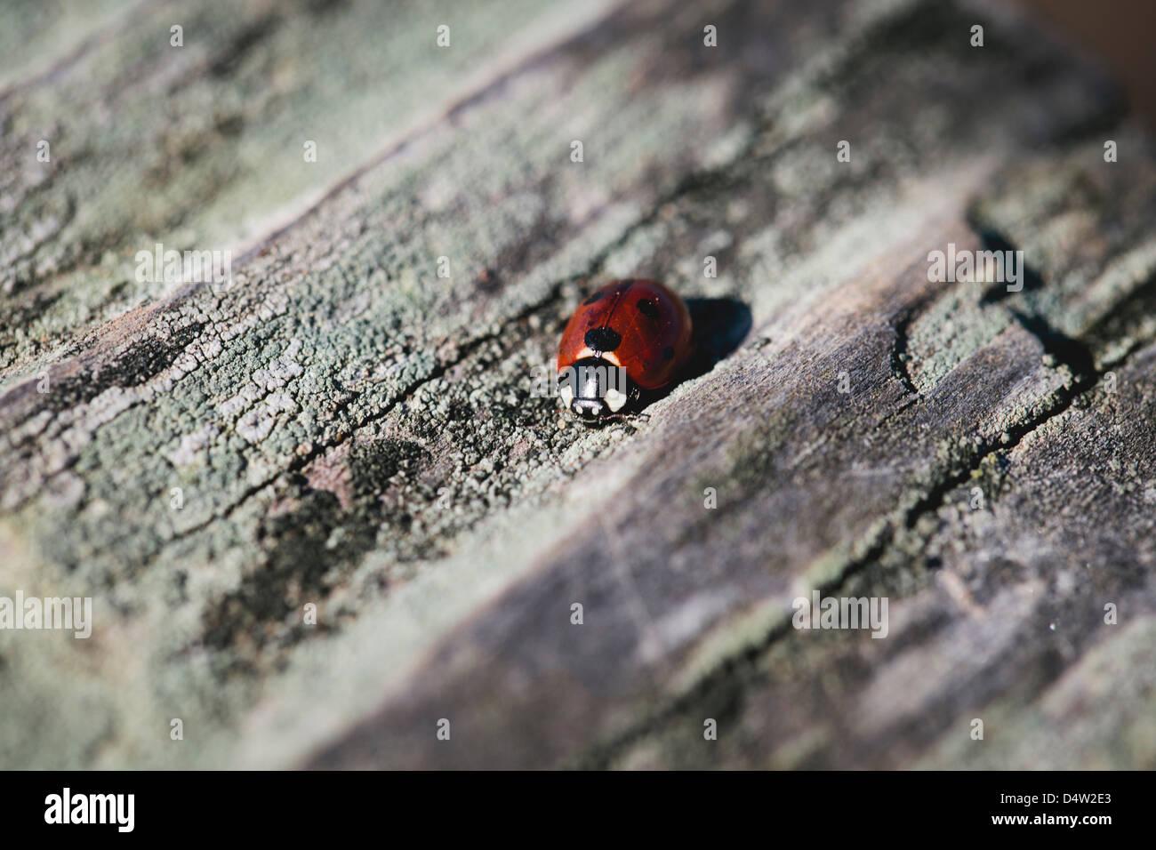 Close up of ladybug on log Stock Photo - Alamy