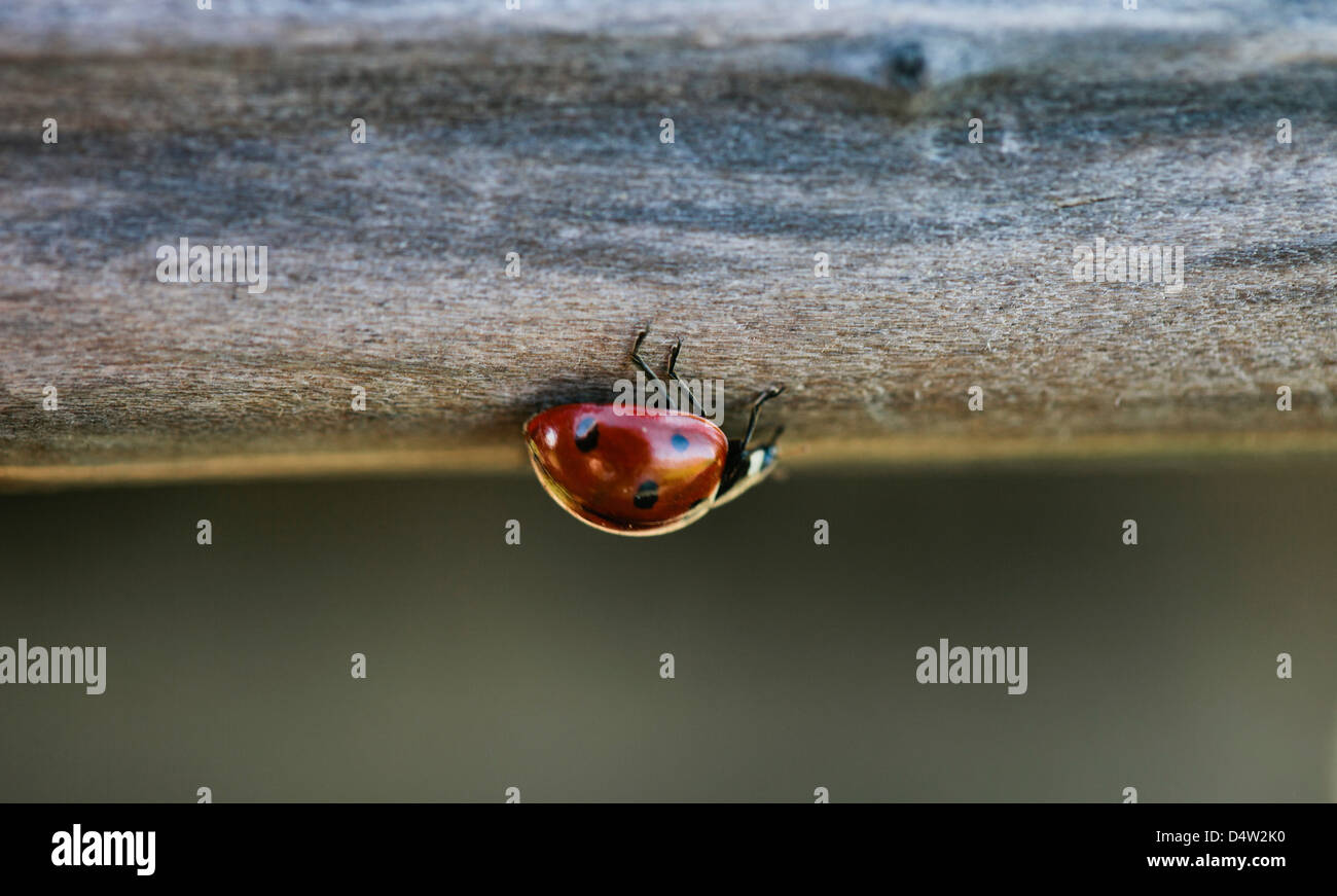 Ladybug side view hi-res stock photography and images - Alamy