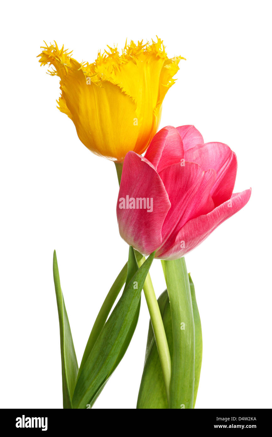 Thrum flower hi-res stock photography and images - Alamy