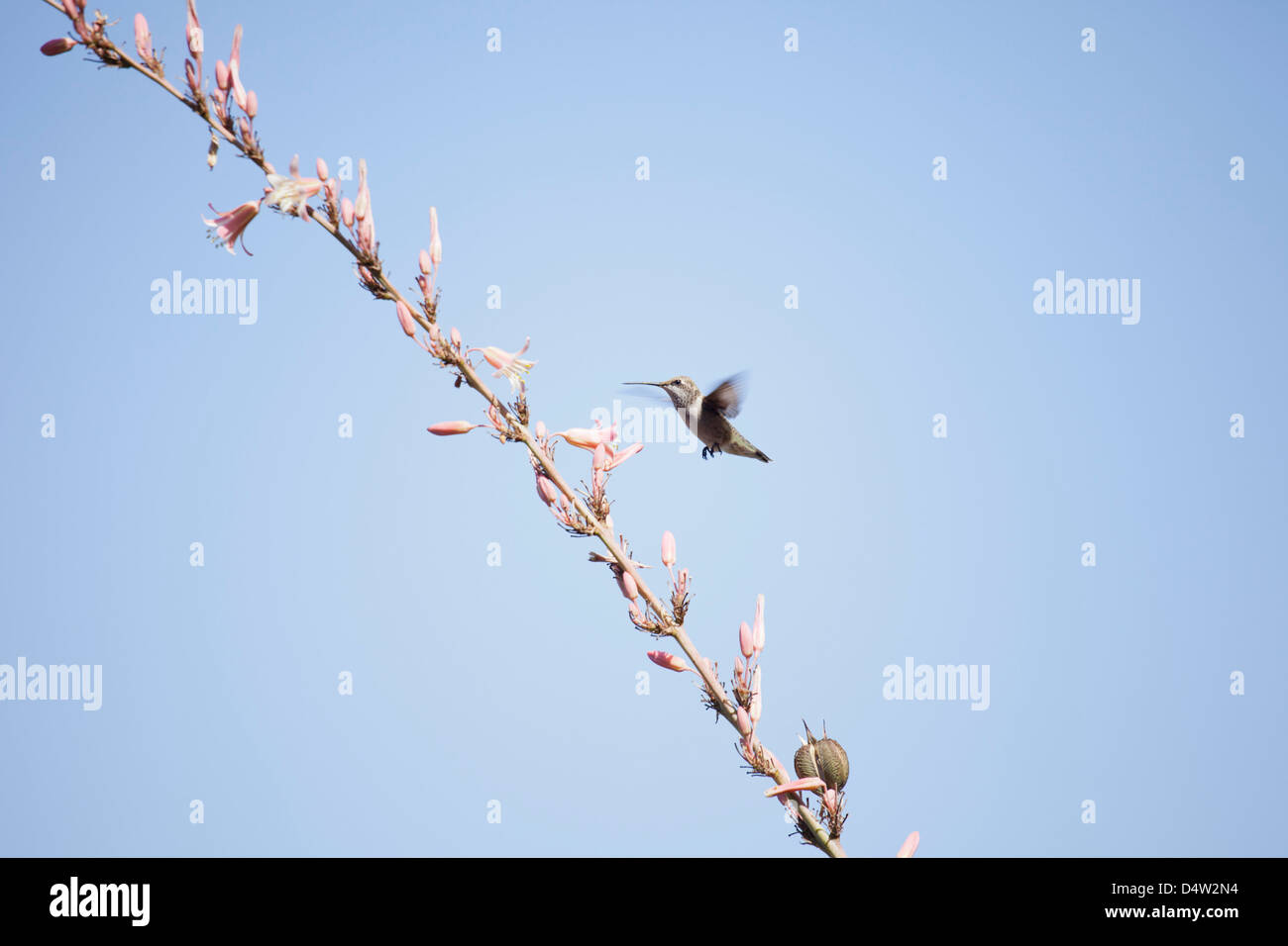 Tree image from below hi-res stock photography and images - Alamy