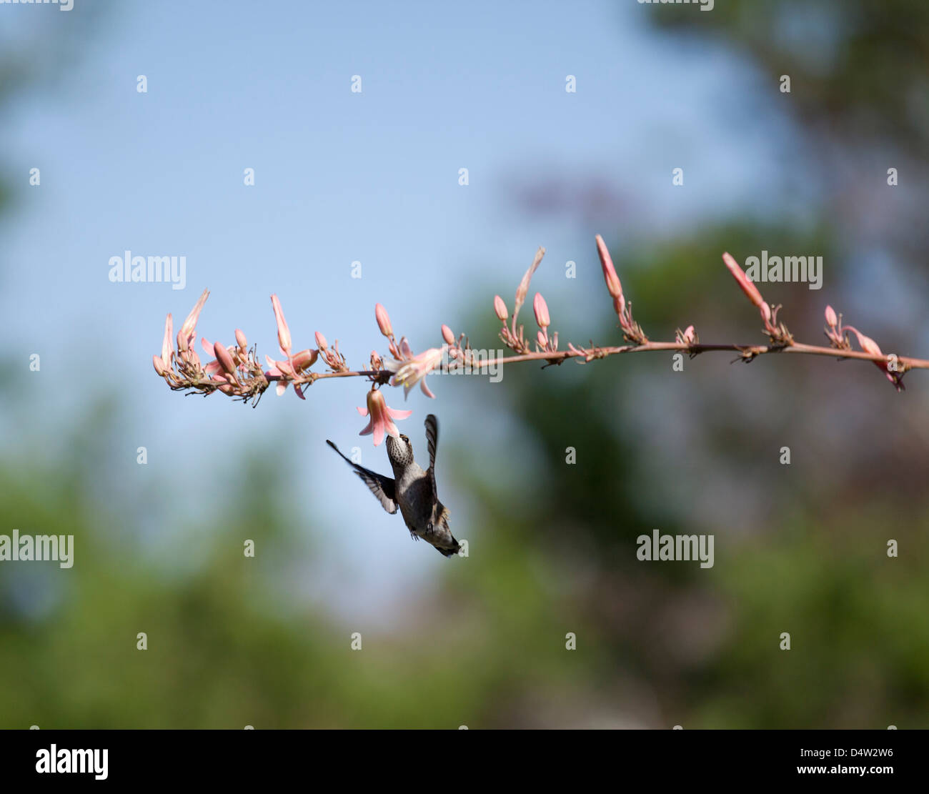 Flying from tree to tree hi-res stock photography and images - Alamy