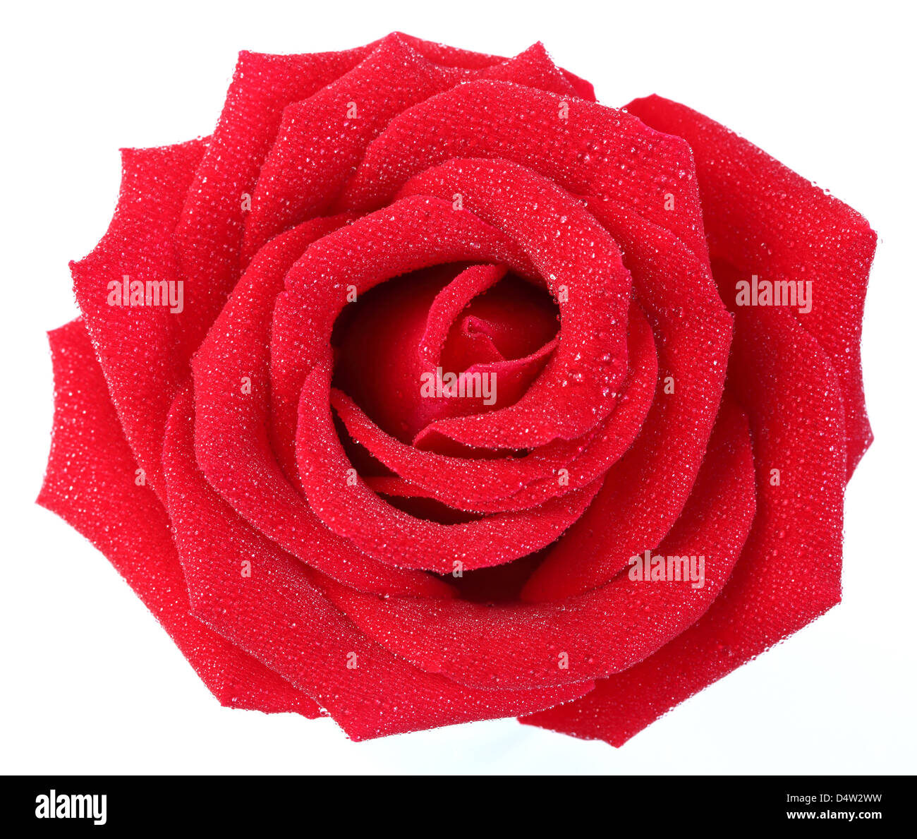 Red rose with water droplet isolated on white Stock Photo - Alamy