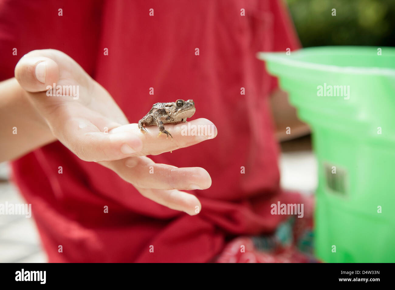 Frog anatomy hi-res stock photography and images - Alamy