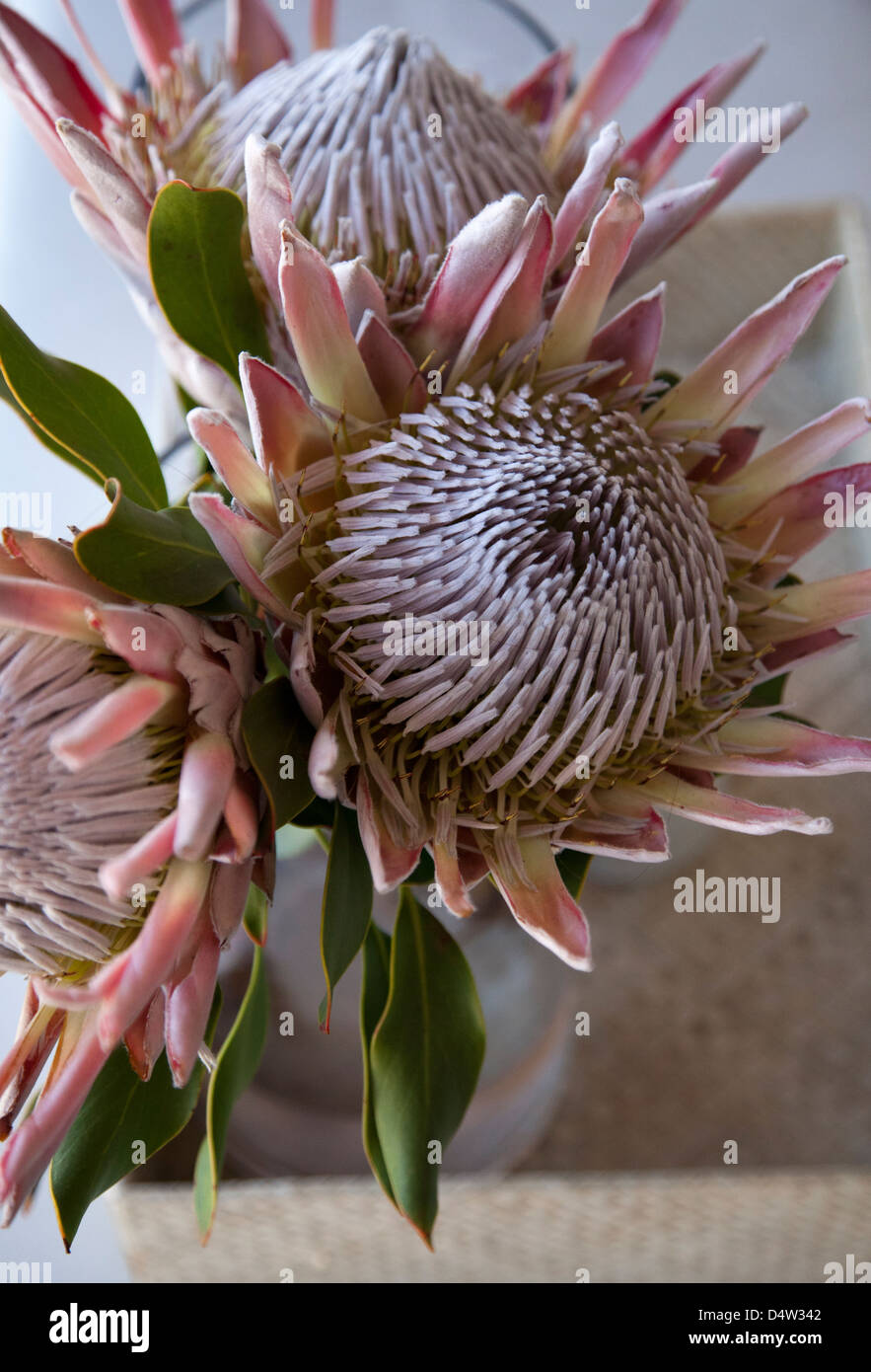 Protea Arrangement decor Stock Photo - Alamy