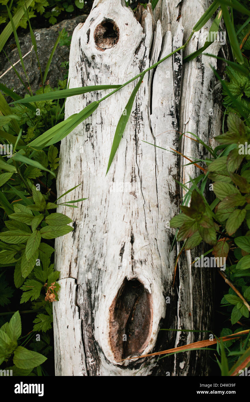 Close up of white log and plants Stock Photo - Alamy