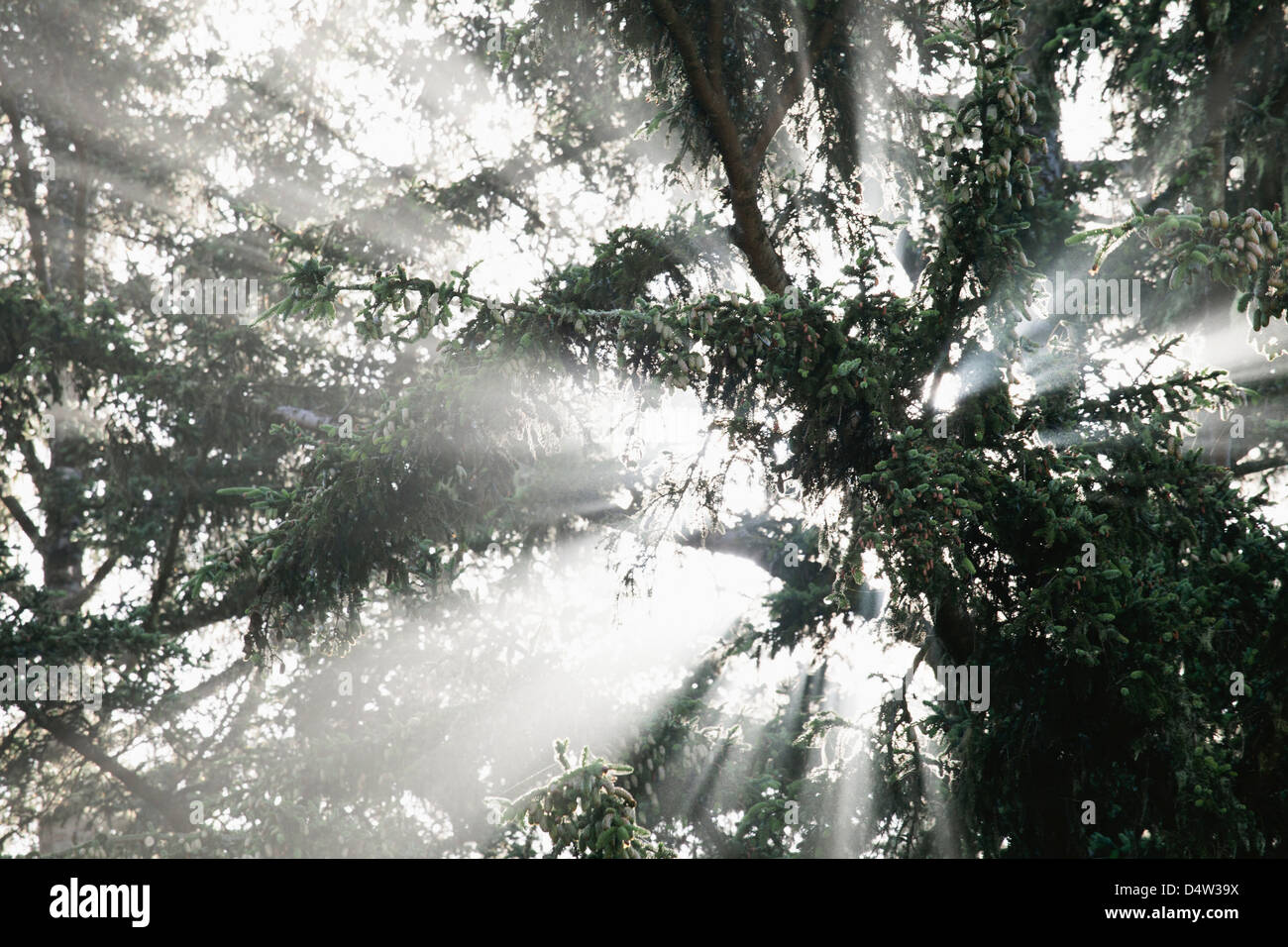 Low angle view of trees in forest Stock Photo - Alamy