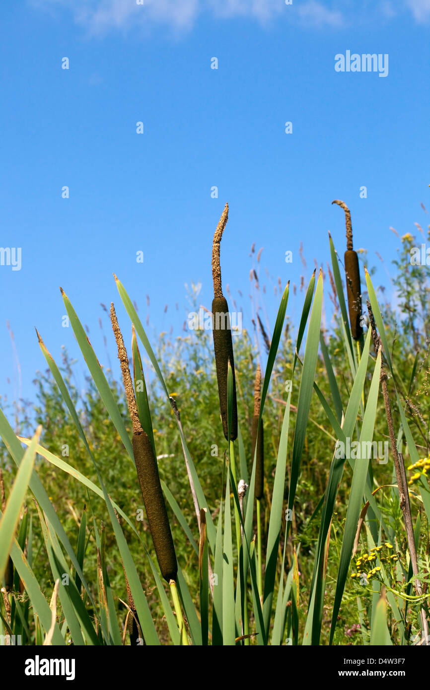 cattails and reeds Stock Photo - Alamy