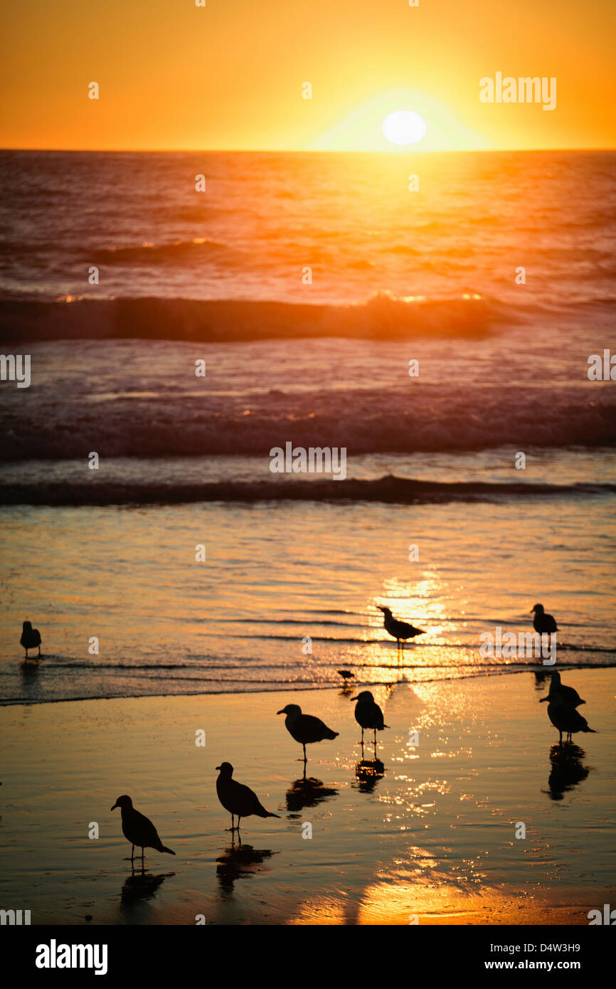 Beautiful sunrise on beach birds hi-res stock photography and images ...
