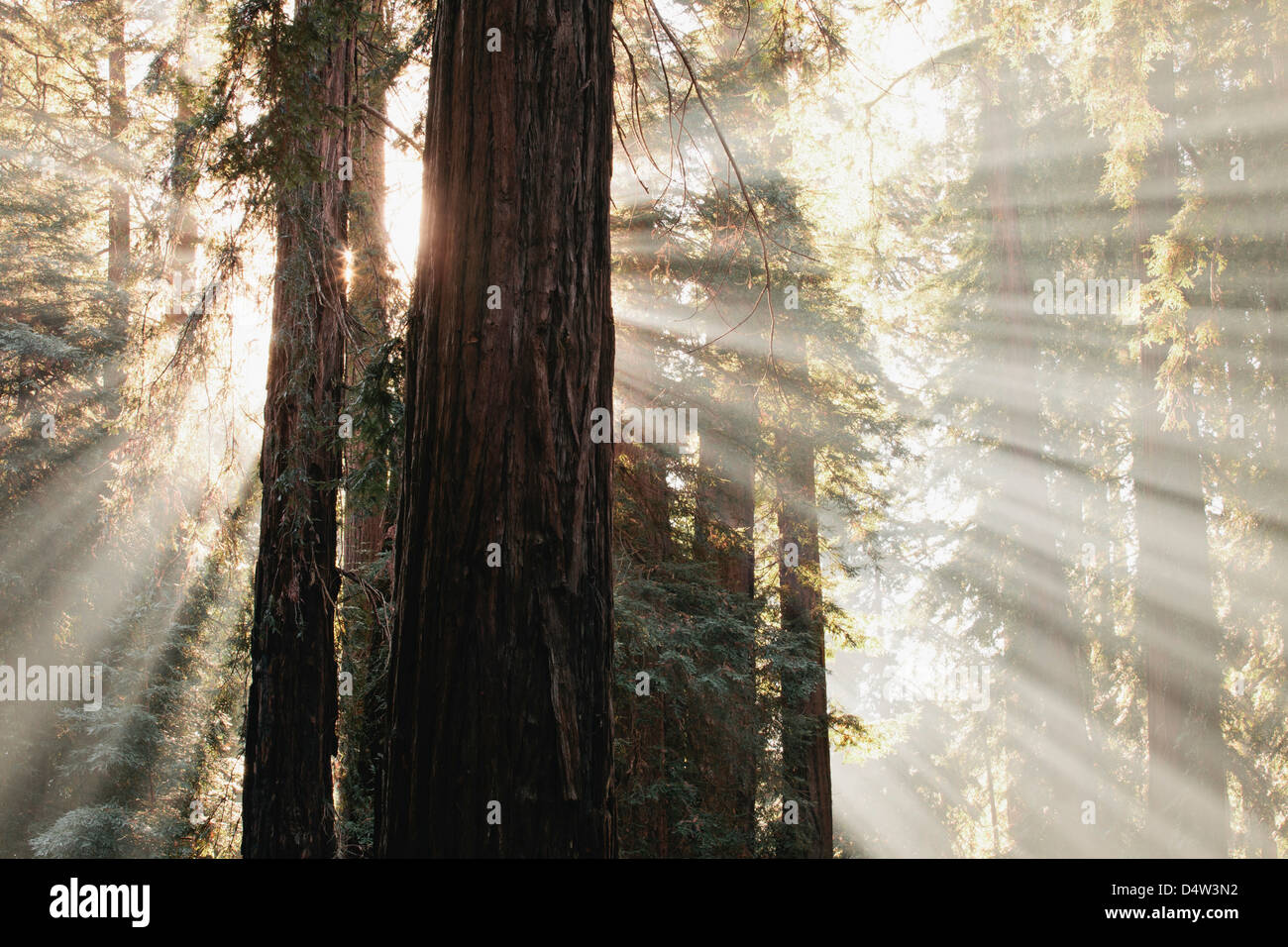 Streaming environment hi-res stock photography and images - Alamy