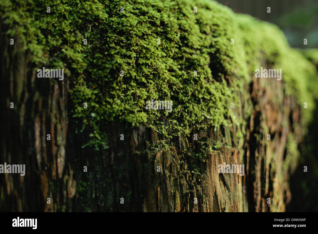Close up of moss growing on log Stock Photo - Alamy