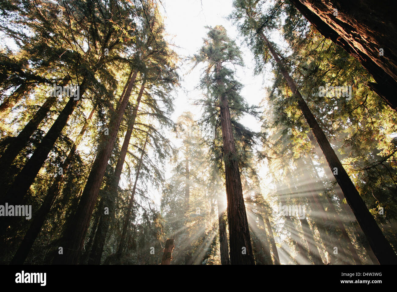 Sun streaming through trees in forest Stock Photo - Alamy