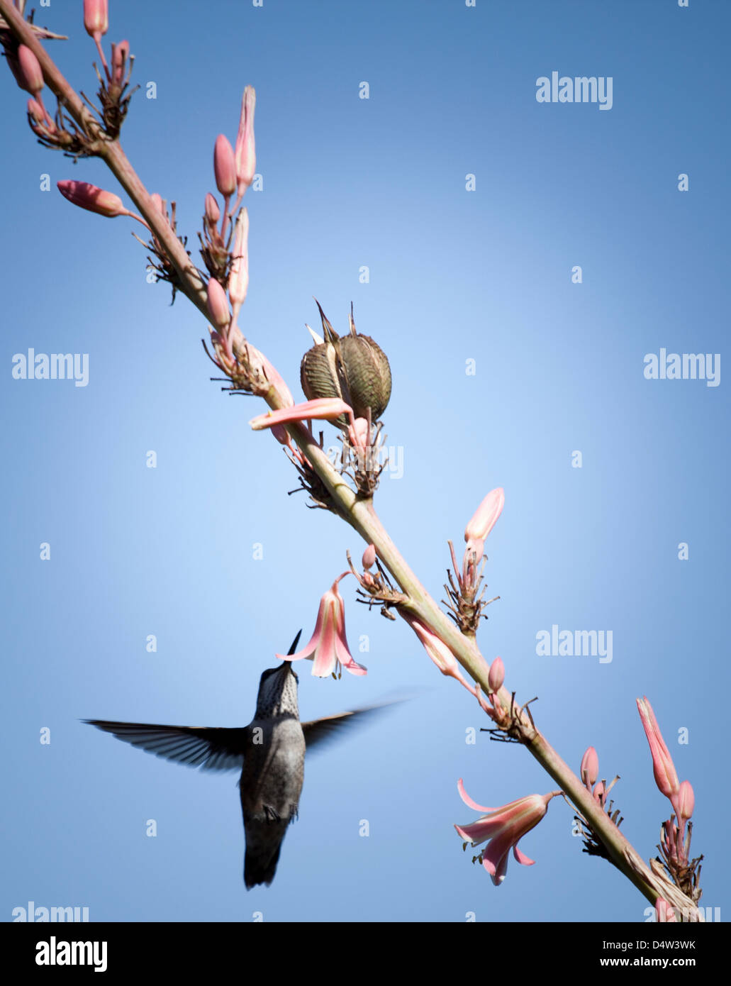 Hummingbird feeding from flowering tree Stock Photo - Alamy