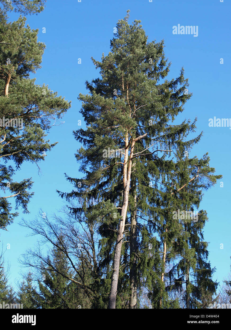 Coniferales pinales pines pine tree pine pinus sylvestris pinus hi-res ...