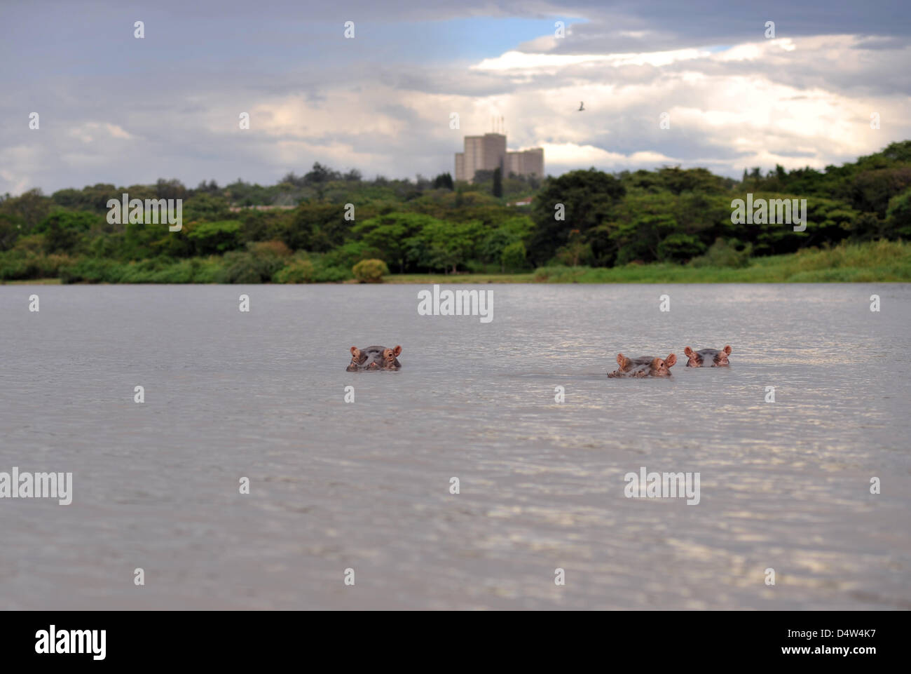Three hippos (Hippopotamus amphibius) swim in Lake Victoria off the ...