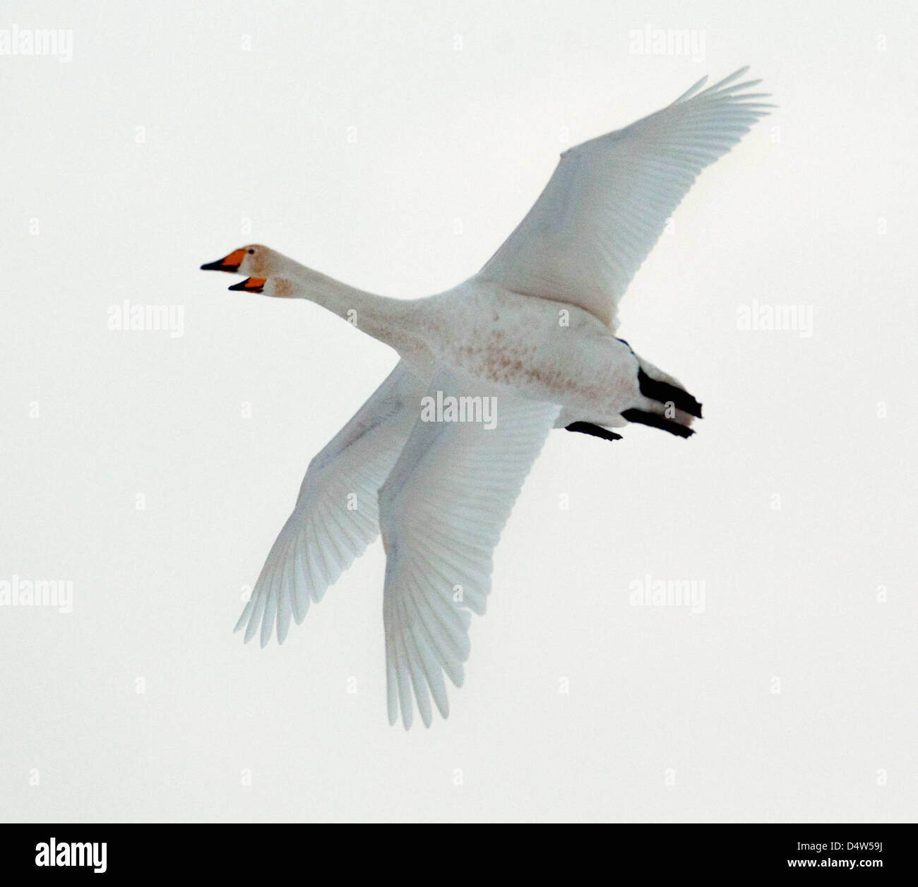 Two whooper swans fly in the sky near Reitwein, Germany, 18 December ...