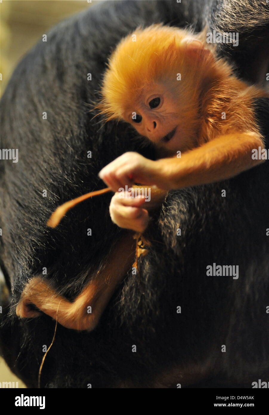 Baby javan langur hi-res stock photography and images - Alamy