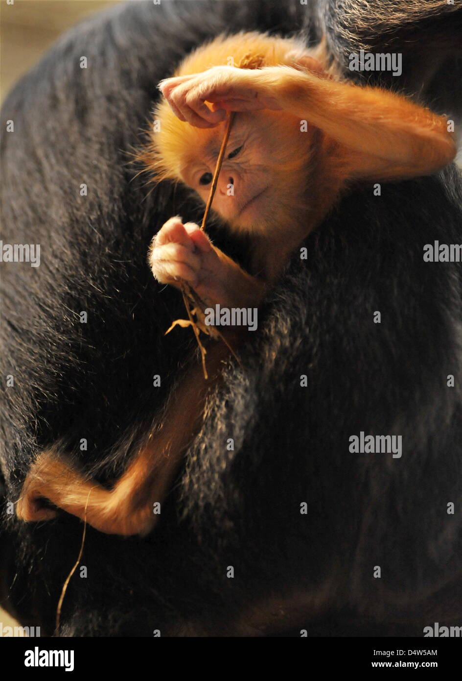 Baby javan langur hi-res stock photography and images - Alamy