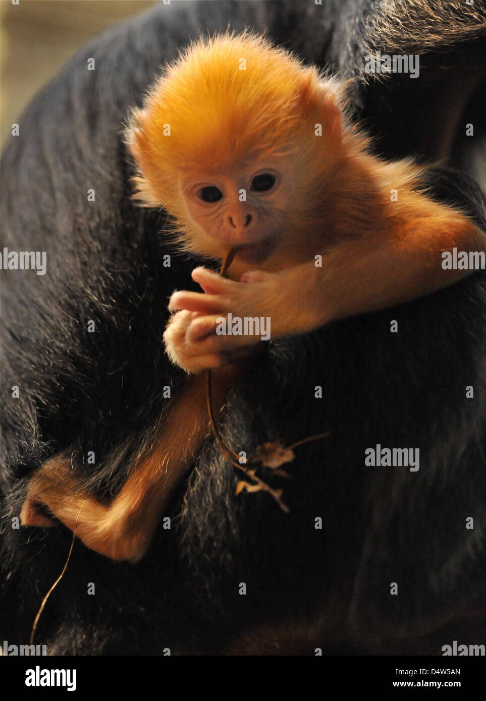 A Javan Lutung or Javan Langur baby (Trachypithecus auratus) sits on ...