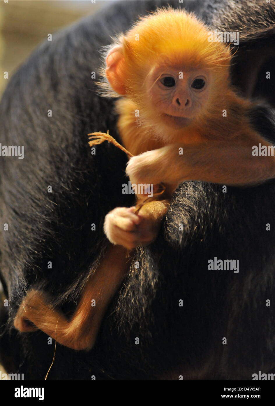 Baby javan langur hi-res stock photography and images - Alamy