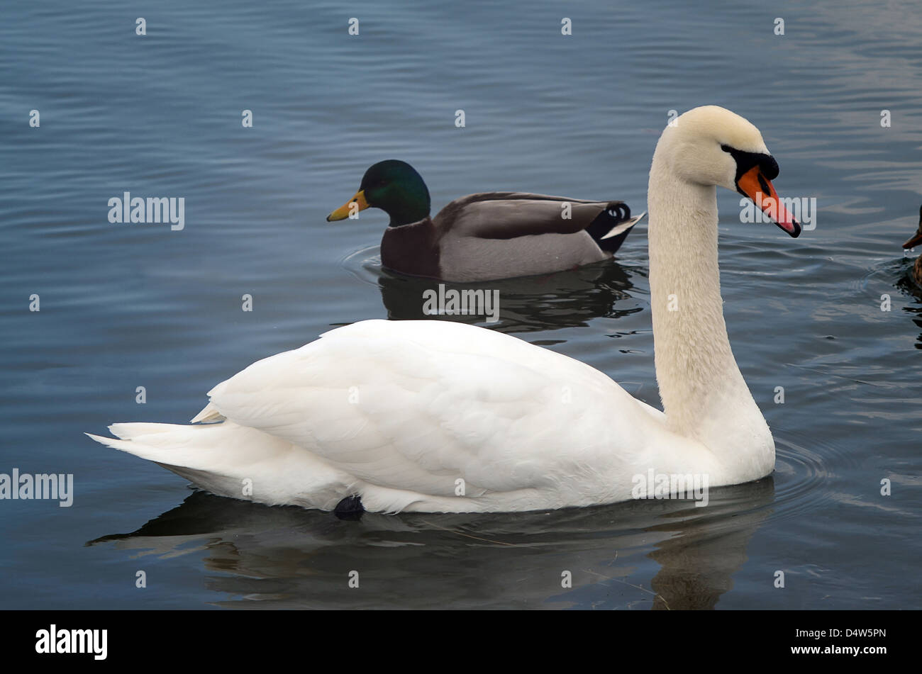A Swan and a Duck swimming on a Lake Stock Photo - Alamy