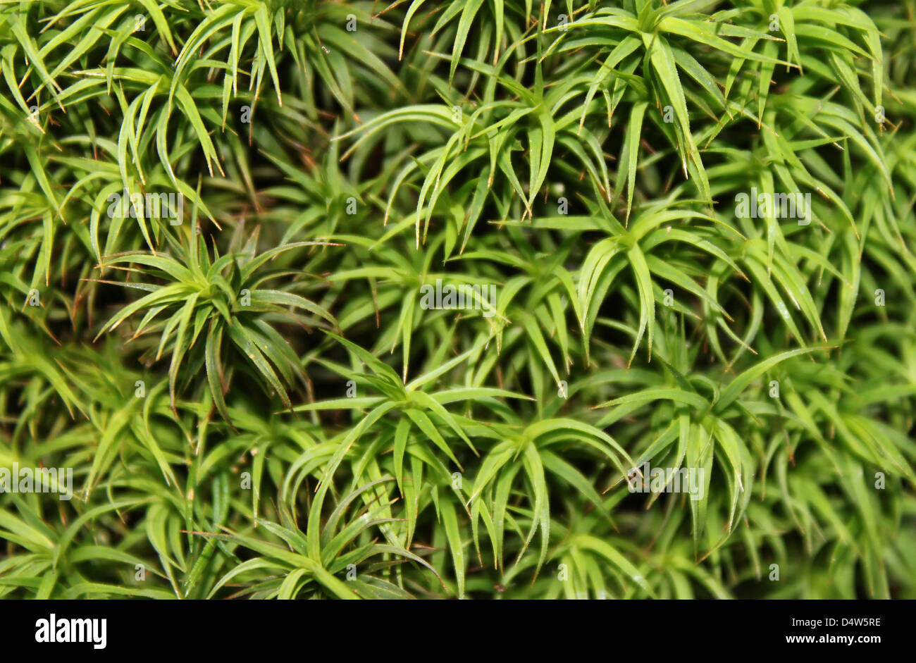 A close up of a green pointy plant in the Bernese Oberland, Switzerland ...