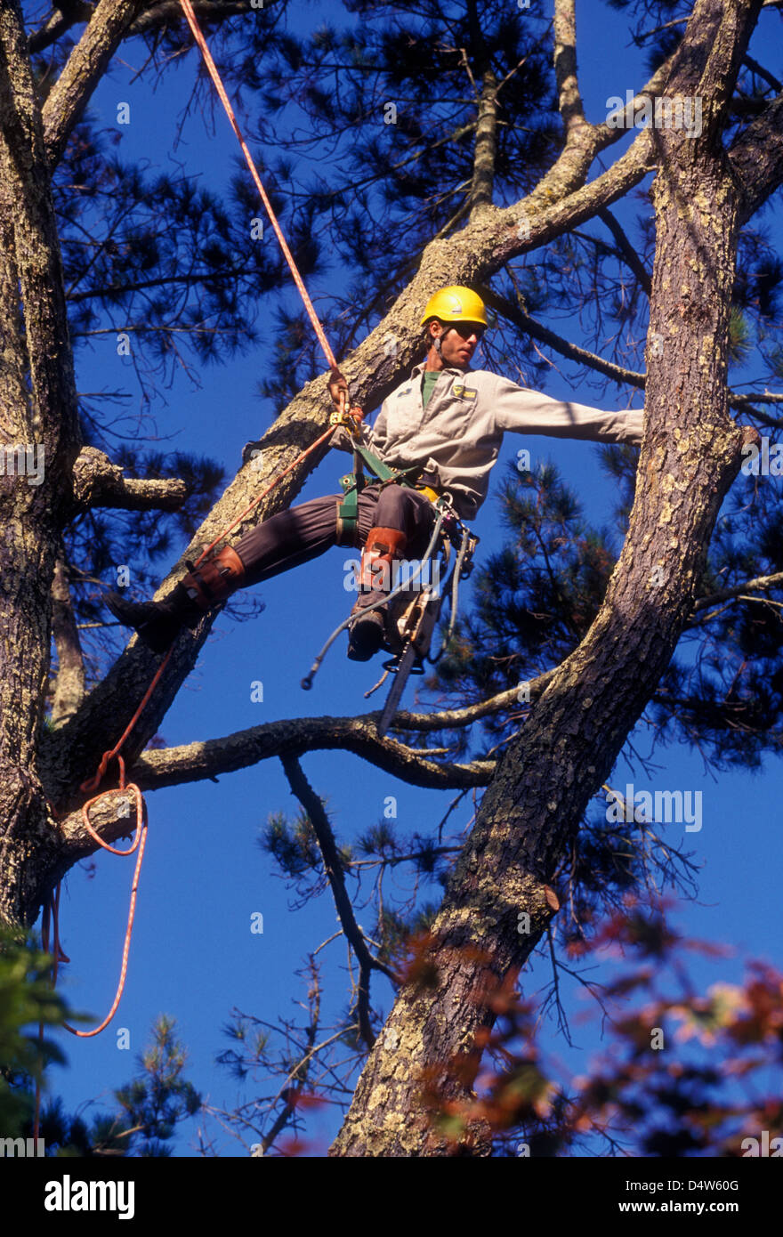 Woodcutter america hi-res stock photography and images - Alamy
