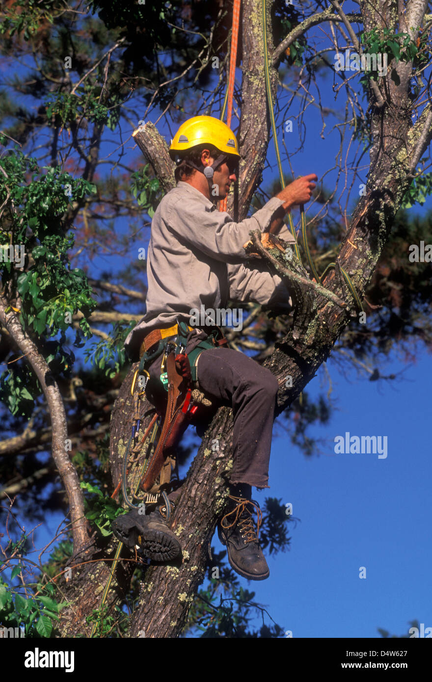 tree felling, tree feller, tree cutter, tree removal, adult man ...