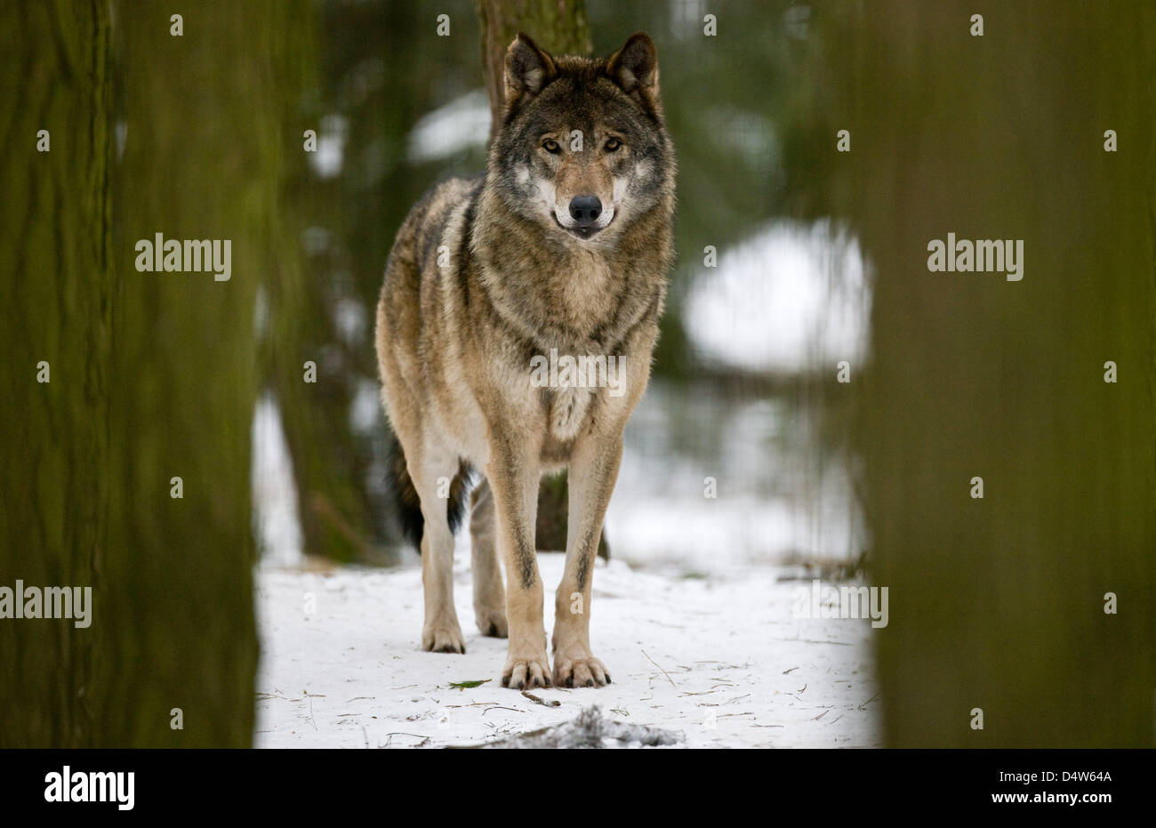 (dpa file) - A wolf (Canis lupus) in its snow covered enclosure at ...