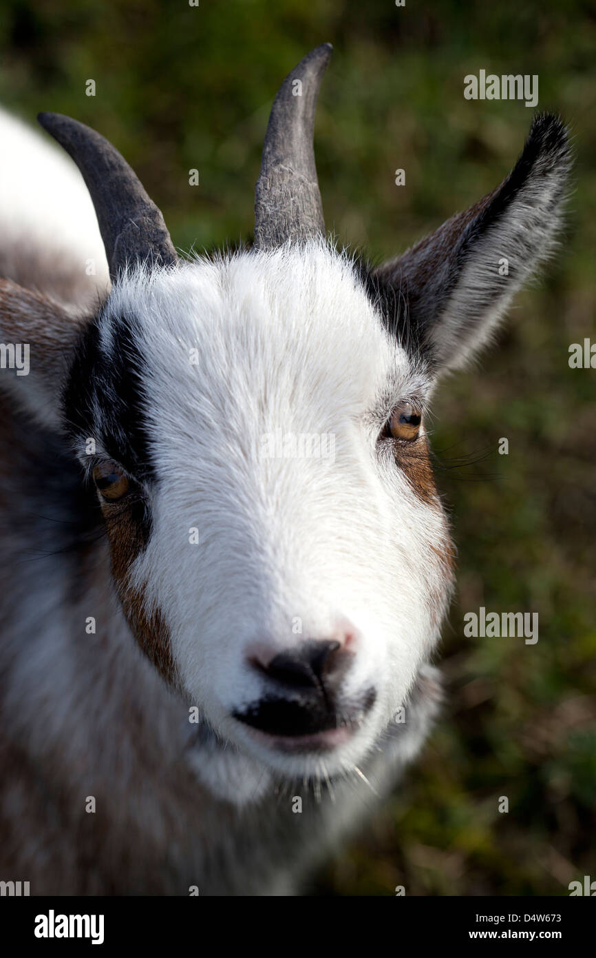 Goat Face Stock Photo - Alamy