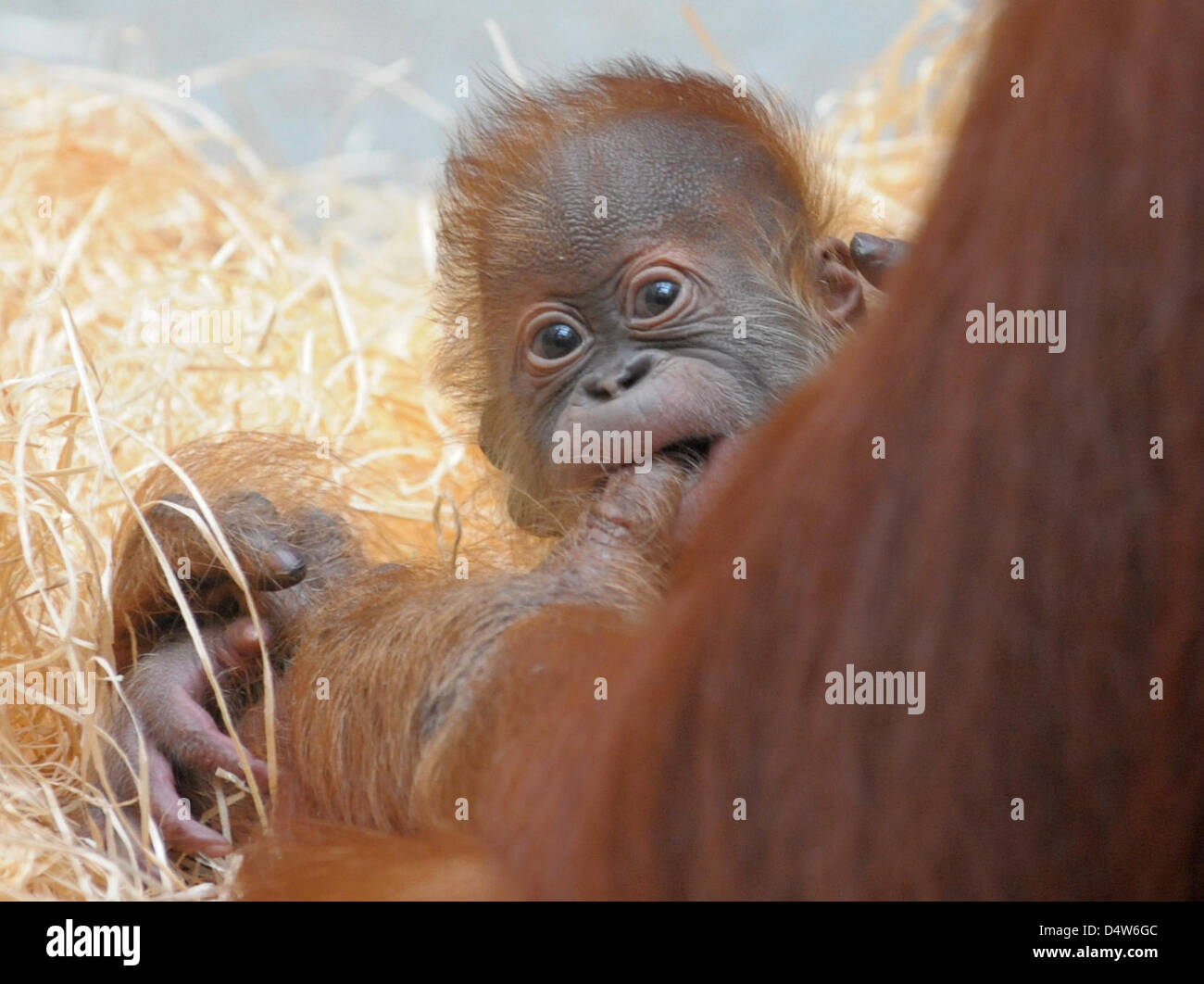 Orangutan baby Dodi lies on the back of its mother Daisy in the zoo of ...